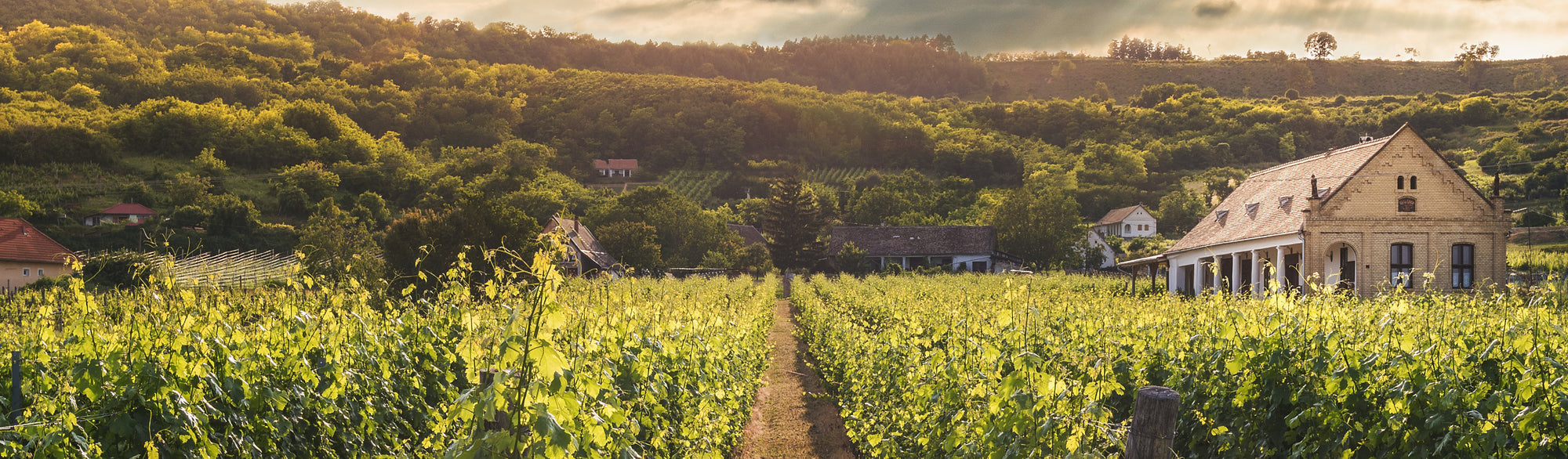 Shop Italian Wines in Singapore - PIVENE